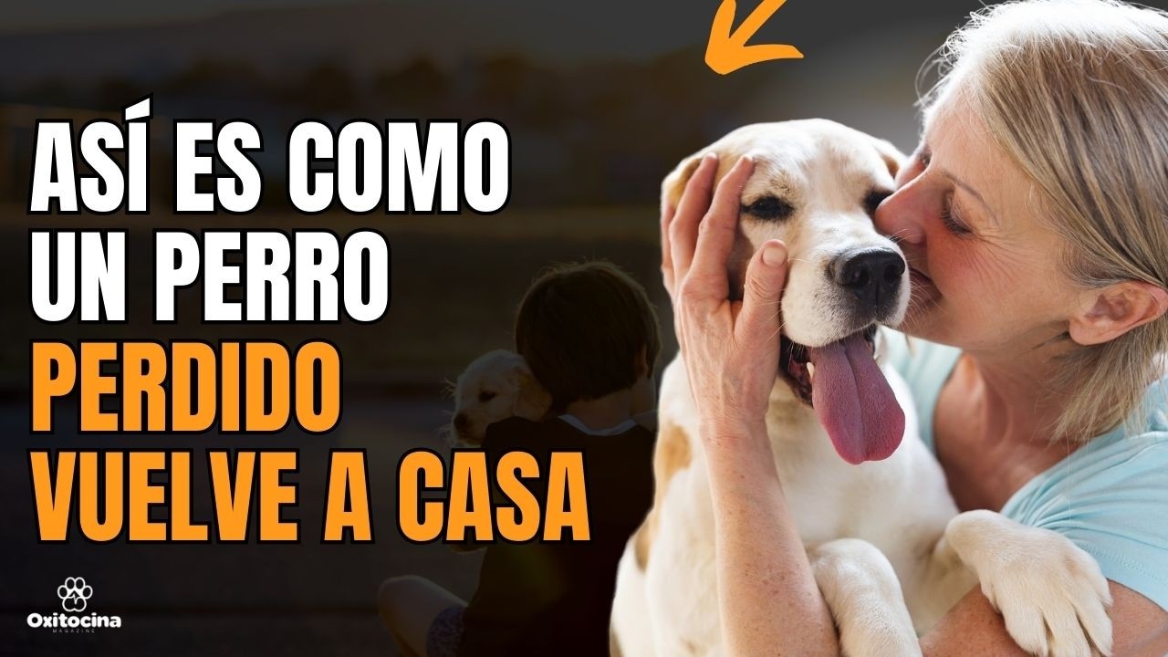 Perros perdidos: 7 pasos para encontrar a tu amigo fiel en 2025